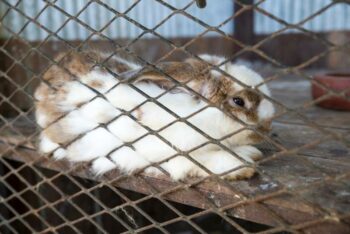 Why Is My Rabbit Breathing Fast? 4 Likely Reasons | Hepper Pet Resources