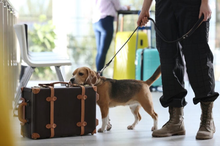 Bomb Sniffing Dogs: Training & Effectiveness Explained | Hepper Pet ...