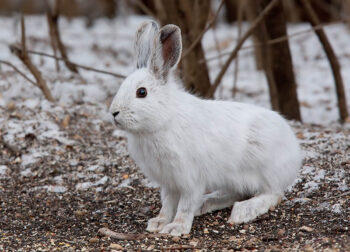 What Temperature Is Too Cold for Rabbits? 7 Vet Approved Tips | Hepper ...