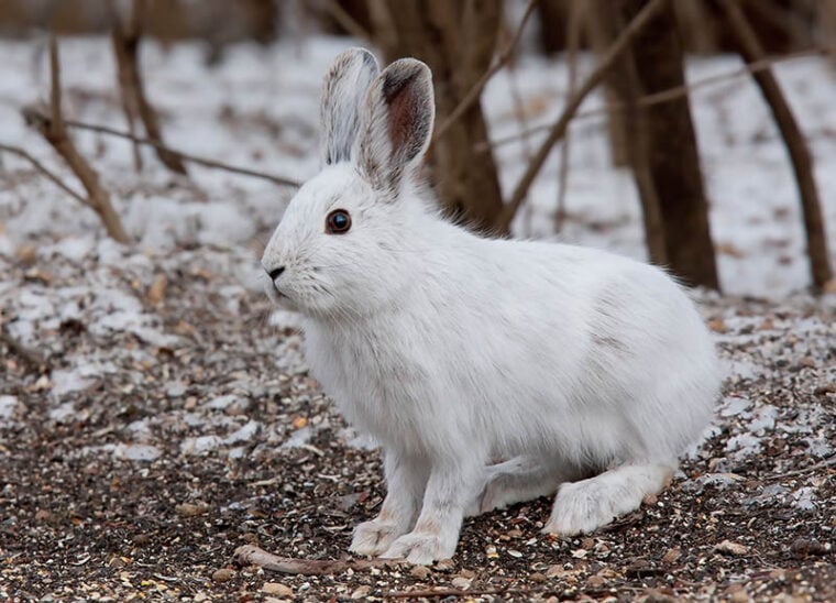 What Temperature Is Too Cold for Rabbits? 7 Vet Approved Tips | Hepper ...