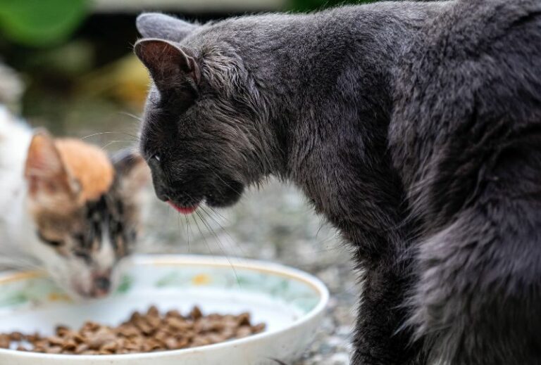 Why Cats Run Away: 11 Reasons & How to Deal With It | Hepper Pet Resources