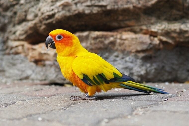 21 Types of Parrots: Info, Pictures & History | Hepper Pet Resources