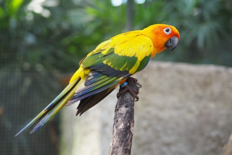 21 Types of Parrots: Info, Pictures & History | Hepper Pet Resources