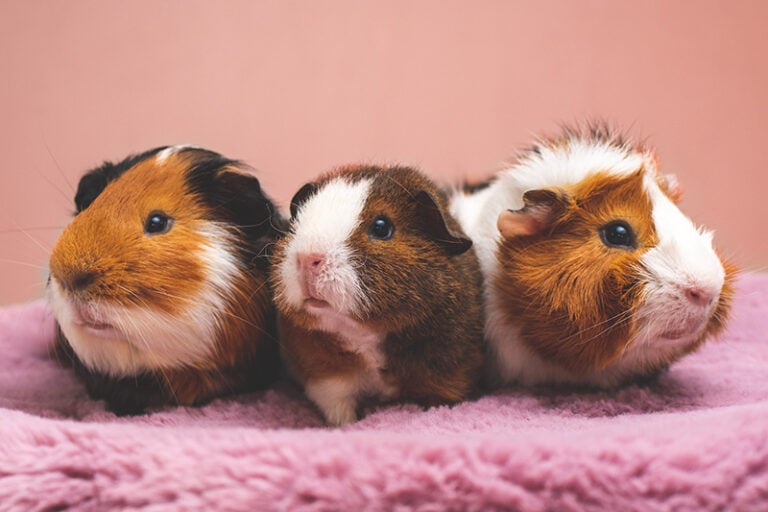 Are Guinea Pigs Smart? What Does Science Say | Hepper Pet Resources