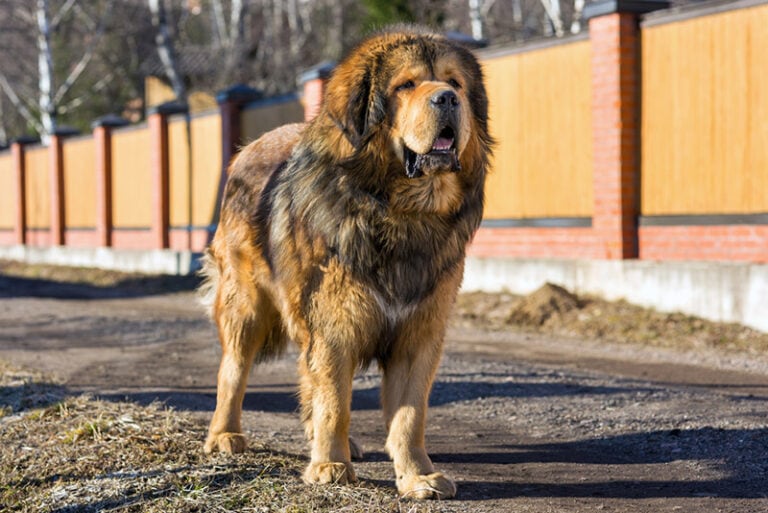 11 Livestock Guardian Dog Breeds (LGD): Info, Pictures, Facts & History ...