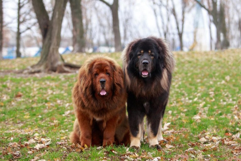 13 Exotic Dog Breeds: Info, Pictures, Traits, & More | Hepper Pet Resources