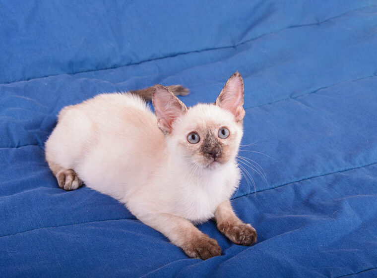 Tortie Point Siamese: Info, Pictures, Origin & History | Hepper Pet ...