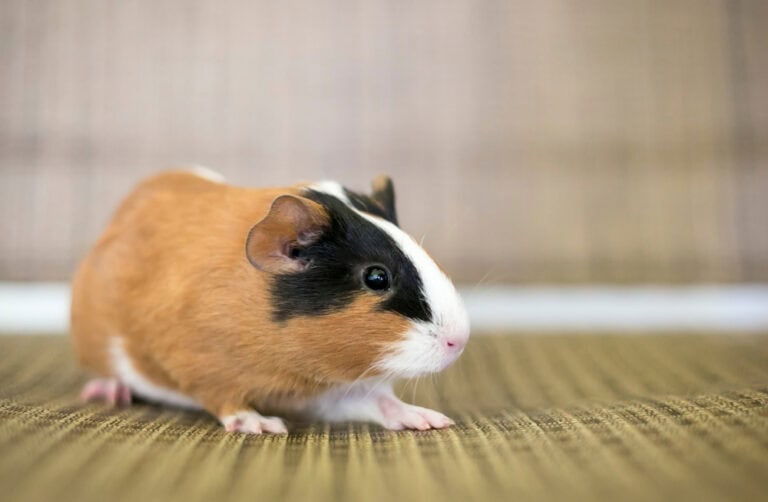 18 Guinea Pig Breeds: Info, Pictures & Lifespan | Hepper Pet Resources