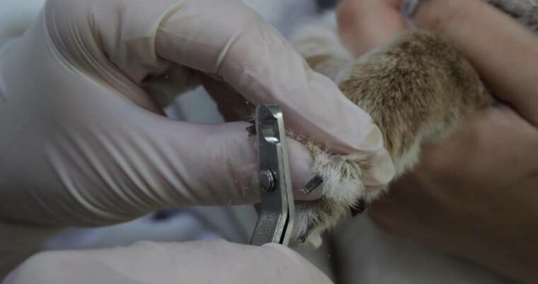 How to Clip Rabbit Nails: Vet-Approved Tips & Tricks | Hepper Pet Resources