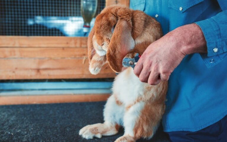 Do Rabbits Have Long Tails? Rabbit Anatomy Explained | Hepper Pet Resources