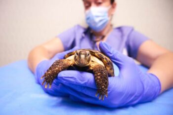 How to Take Care of a Baby Turtle? 11 Essential Tips | Hepper Pet Resources
