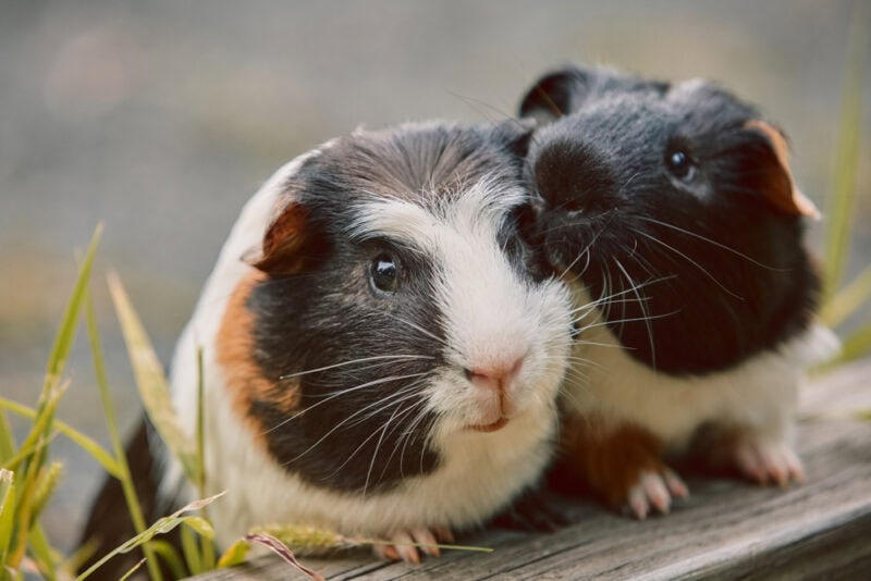 Can Guinea Pigs Eat Broccoli? Vet-Approved Nutritional Science & Info ...