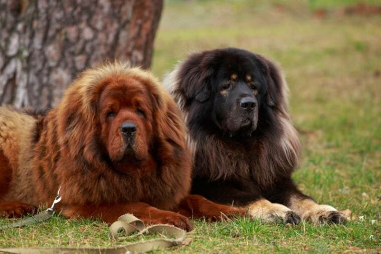 Are Tibetan Mastiffs Dangerous? Common Traits, Facts & FAQs | Hepper ...