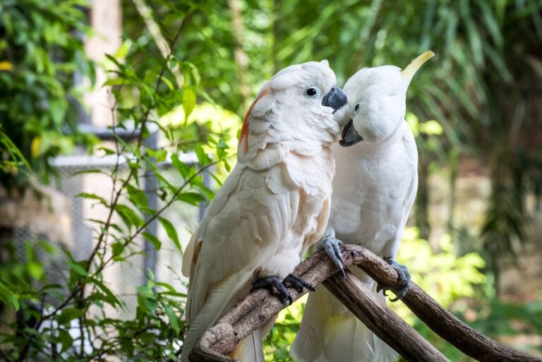 8 White Pet Bird Species (With Info & Pictures) | Hepper Pet Resources