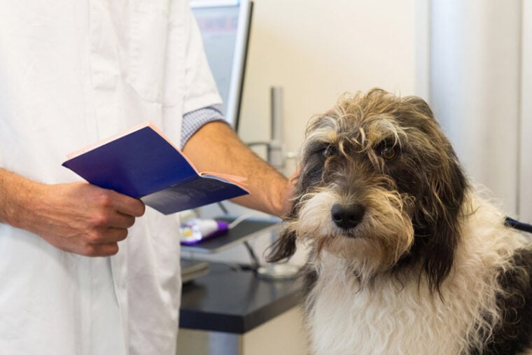 How Does a Vet Take a Dog’s Blood Pressure? Vet Approved Step-By-Step ...