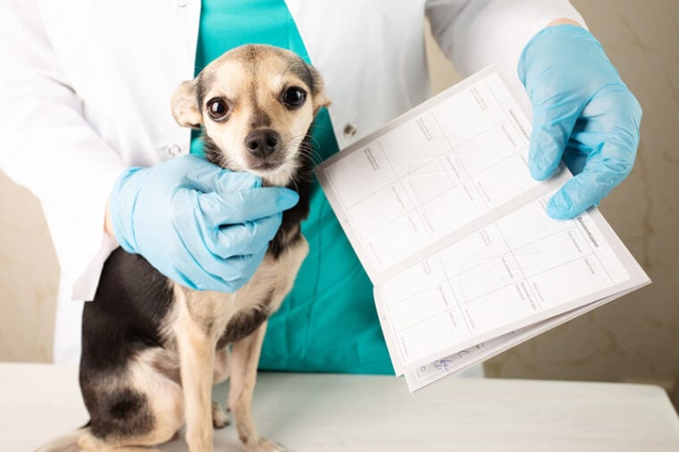 14 Charities & Organizations That Can Help Pay Vet Bills | Hepper Pet ...