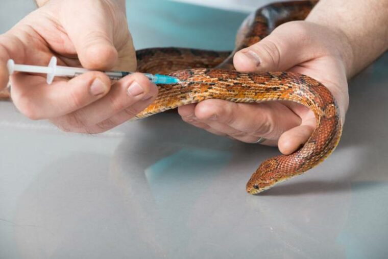 Exotic Animal Veterinarians: What Are They & How to Become One | Hepper ...