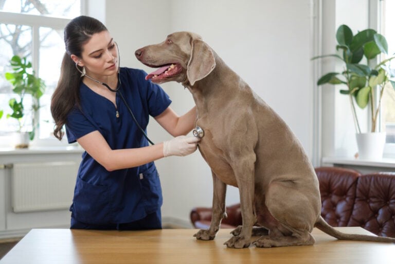 High Blood Pressure in Dogs: Vet-Verified Signs, Causes & Care | Hepper ...