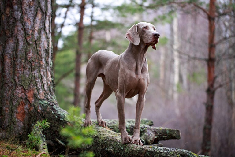 How Big Does A Weimaraner Get? Size & Growth Chart | Hepper Pet Resources