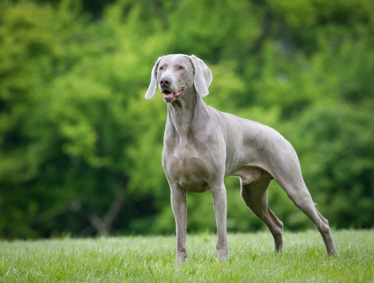 19 Worst Dog Breeds for First-Time Owners: Traits Explained (With Info ...