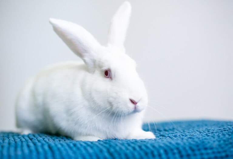 10 White Rabbit Breeds (With Info & Pictures) | Hepper Pet Resources
