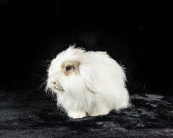 14 Long Haired Rabbit Breeds (With Info & Pictures) | Hepper Pet Resources