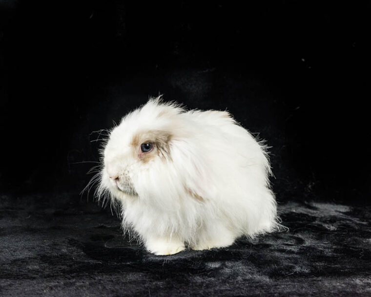 14 Long Haired Rabbit Breeds (With Info & Pictures) | Hepper Pet Resources