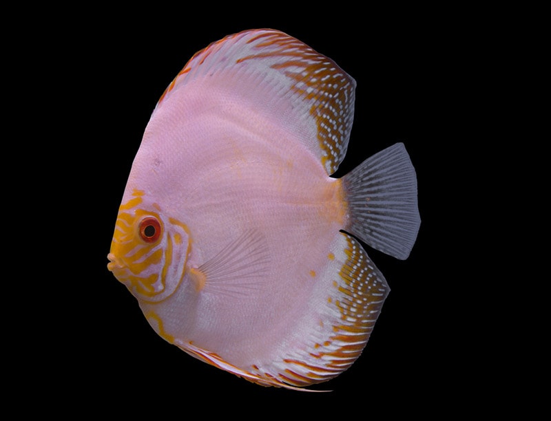Discus Types