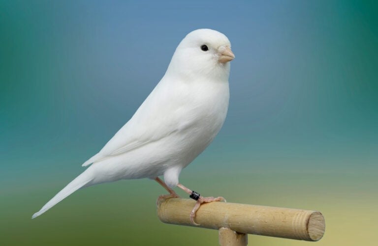 8 White Pet Bird Species (With Info & Pictures) | Hepper Pet Resources