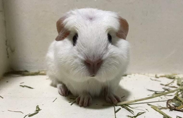 Can Guinea Pigs Get Fleas? Vet Approved Treatment & Prevention | Hepper ...