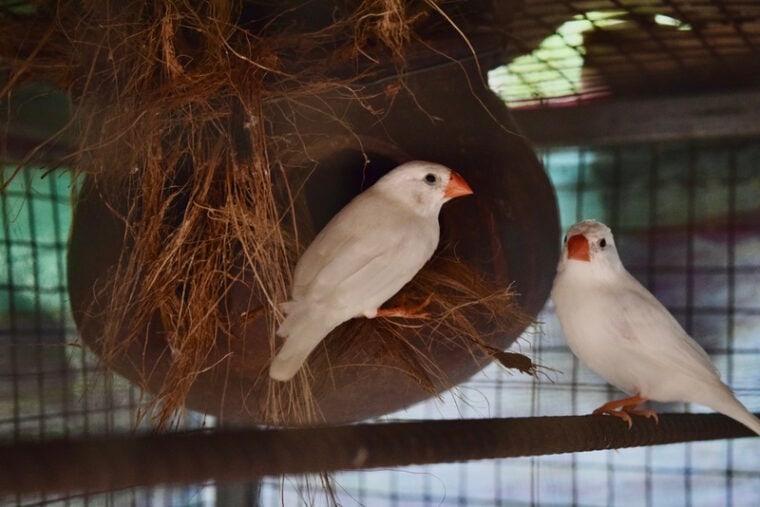 8 White Pet Bird Species (With Info & Pictures) | Hepper Pet Resources