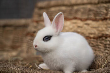 300 Rabbit Names: Adorable & Popular Choices for Your Bunny | Hepper ...