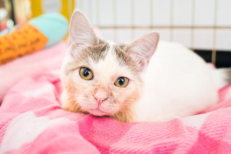Can Cats Have Down Syndrome? Our Vet Explains | Hepper Pet Resources