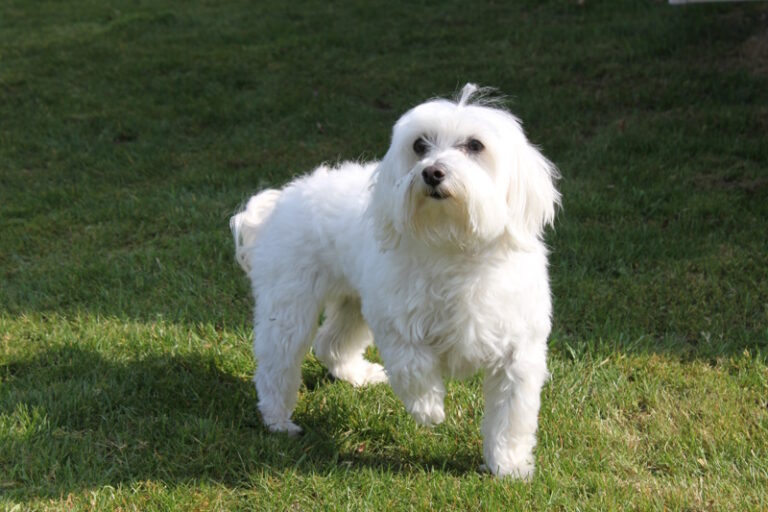 15 Dog Breeds With Dreadlocks: Info, History, Pictures & Facts | Hepper ...