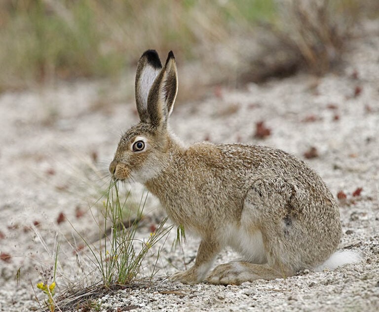 How Long Can Rabbits Go Without Food? Vet Answer, Risks & Causes ...