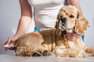 What Are Normal Dog Vital Signs & How to Measure Them (Vet-Approved ...