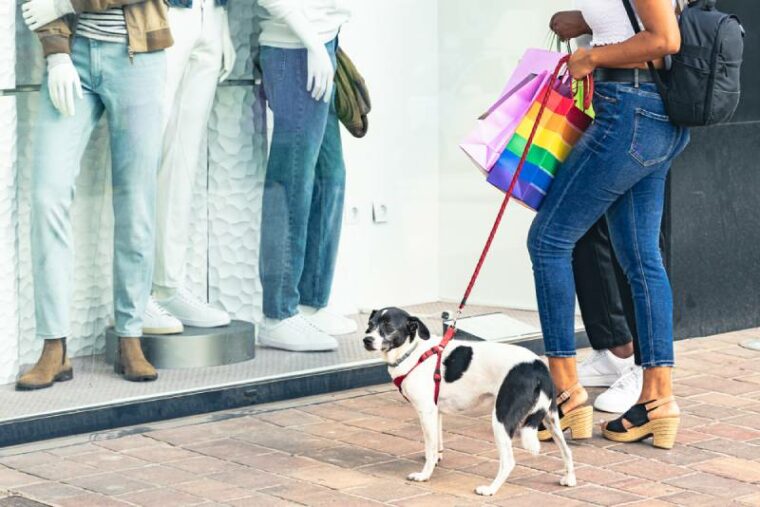 International Assistance Dog Week 2026: When It Is & How it’s ...