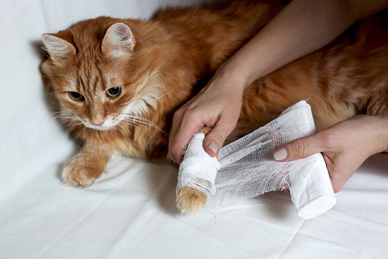 My Cat Broke a Nail, How Do I Treat It? Vet Reviewed Facts & FAQ ...