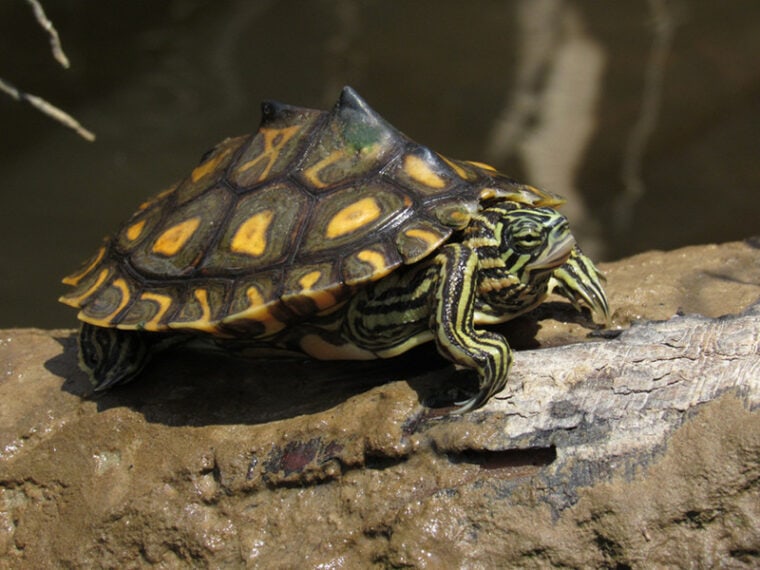 Do Turtles Sleep? Vet-Reviewed Physiology Facts & FAQ | Hepper Pet Resources
