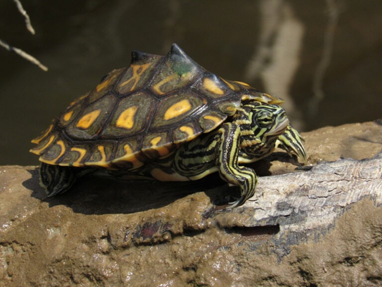 Are Turtles Reptiles or Amphibians? Scientific Classification | Hepper ...
