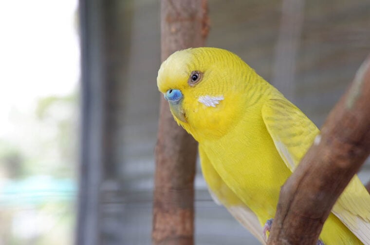 5 Yellow Pet Bird Species That You Can Bring Home Today (With Info ...