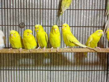 5 Yellow Pet Bird Species That You Can Bring Home Today (With Info ...