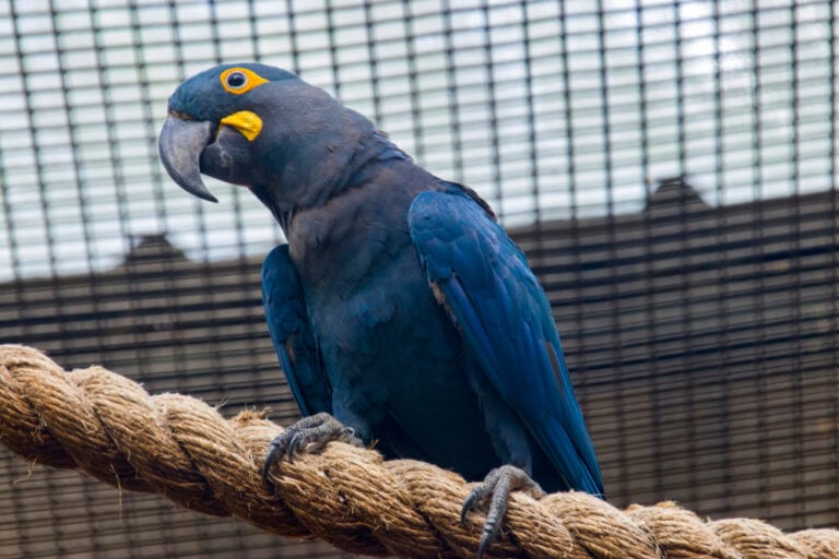 10 Blue Pet Birds & Parrot Species You Can Bring Home (With Info ...