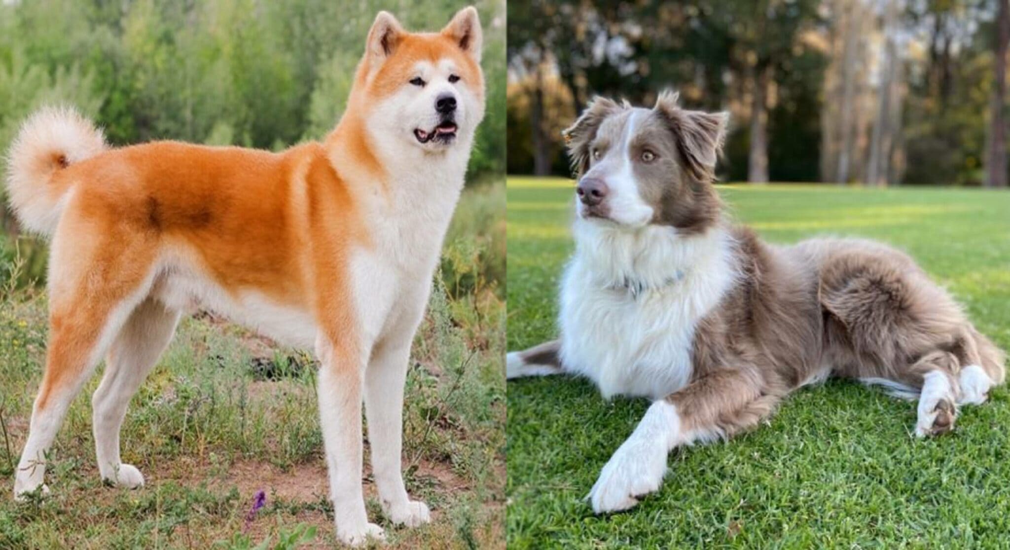 Akita Collie Mix: Info, Pictures, Care, Temperament & Traits | Hepper ...