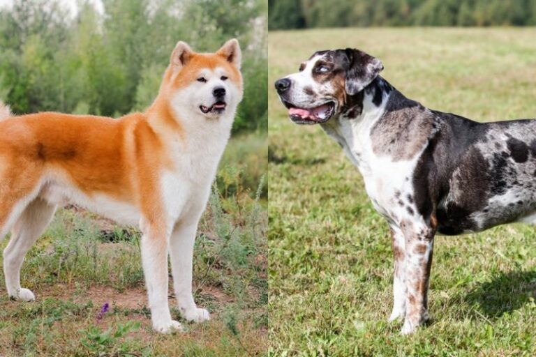 21 Akita Mixes (With Pictures) | Hepper Pet Resources