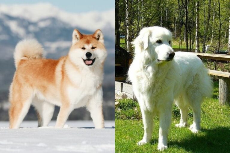 21 Akita Mixes (With Pictures) | Hepper Pet Resources