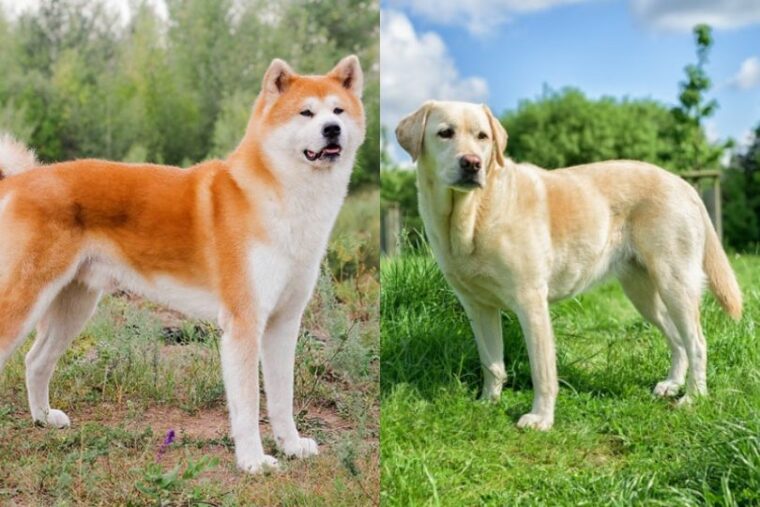 21 Akita Mixes (With Pictures) | Hepper Pet Resources