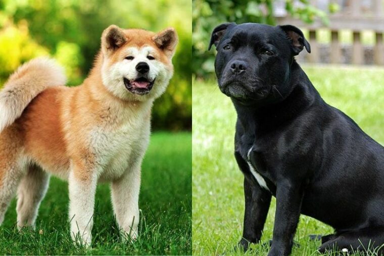 21 Akita Mixes (With Pictures) | Hepper Pet Resources