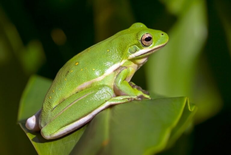 18 Types of Pet Frogs (With Info & Pictures) | Hepper Pet Resources