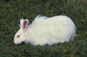 Angora Rabbit: Pictures, Care Guide, Lifespan & Traits | Hepper Pet ...